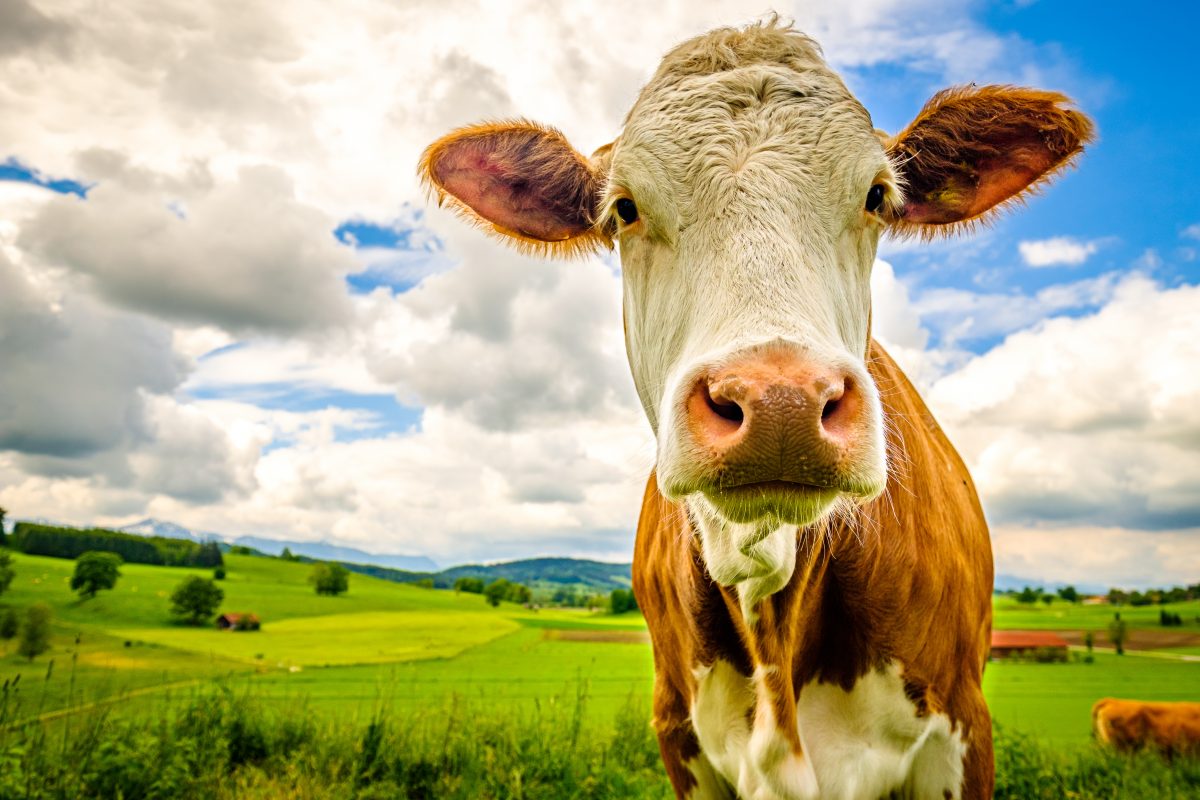 COP26 Special: What the Global Methane Pledge Means for Agriculture ...